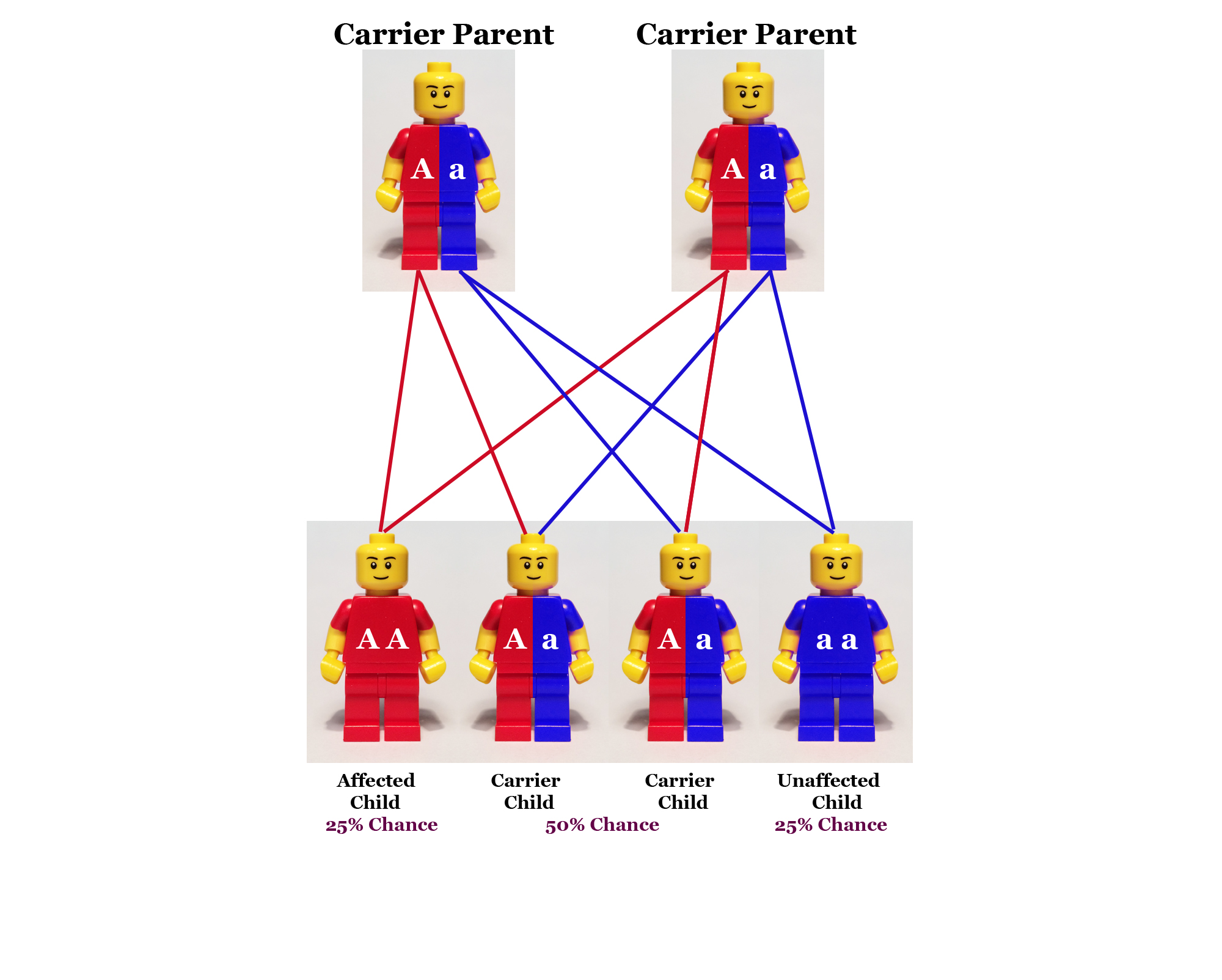 Genetics – Gitelman Syndrome Online Resource