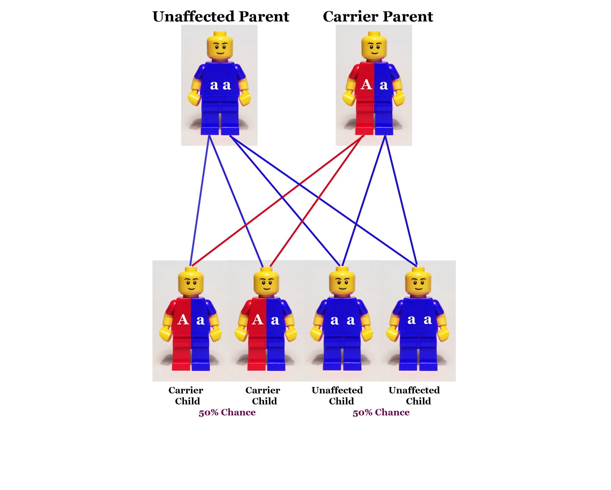 Genetics – Gitelman Syndrome Online Resource